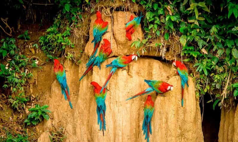 Tambopata Clay Lick for Macaws 2D/1N - The Iconic Chuncho Macaw Clay Lick
