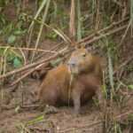 Tambopata Macaw Clay Lick 3 days/2 nights - What’s Included & What’s Not