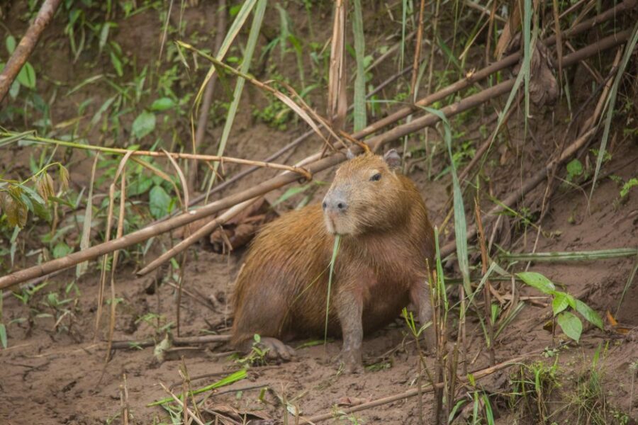 Tambopata Macaw Clay Lick 3 days/2 nights - What’s Included & What’s Not