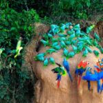 Tambopata Macaw Clay Lick 4 days/3 nights - What’s Included and What’s Not