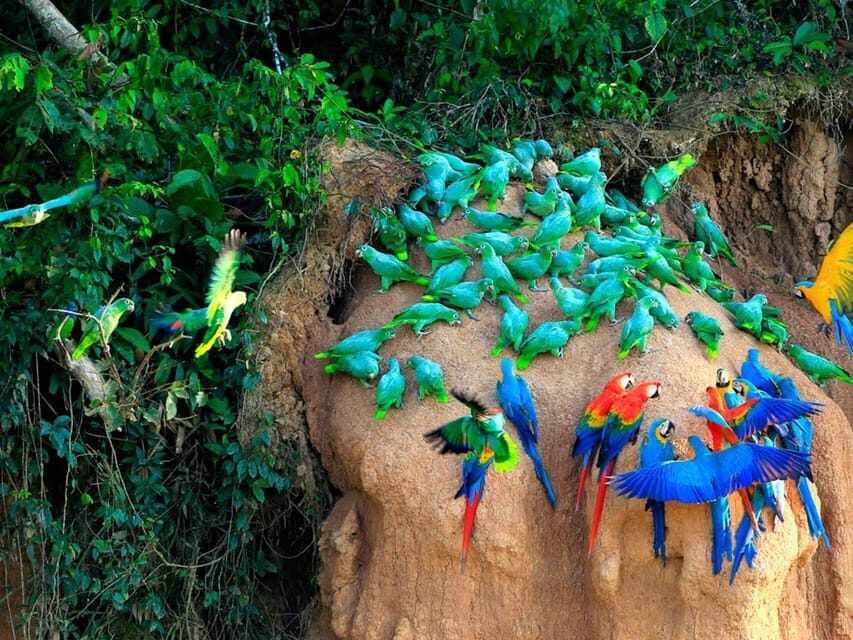 Tambopata Macaw Clay Lick 4 days/3 nights - What’s Included and What’s Not