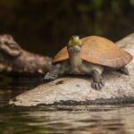 Tambopata Macaw Clay Lick 5 days/4 nights - Day 1: Introduction to the Rainforest