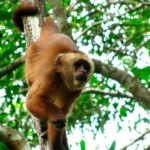 Tambopata: Zipline Adventure & Kayak to Monkey Island - The Practicalities: What’s Included and What’s Not