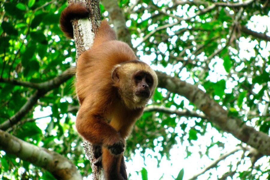 Tambopata: Zipline Adventure & Kayak to Monkey Island - The Practicalities: What’s Included and What’s Not