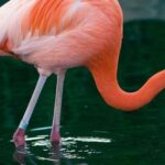 Temaiken Biopark Entry Tickets - How to Book and What’s Included