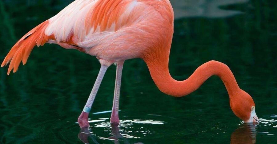 Temaiken Biopark Entry Tickets - How to Book and What’s Included