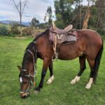 Temple of the Moon Horseback Riding Tour with Transfer - The Practical Side: Logistics and Value