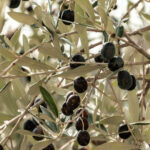 Terroir Soul: Meet the essence of Maipú Olive Oils & Wines - What Makes This Tour Stand Out?