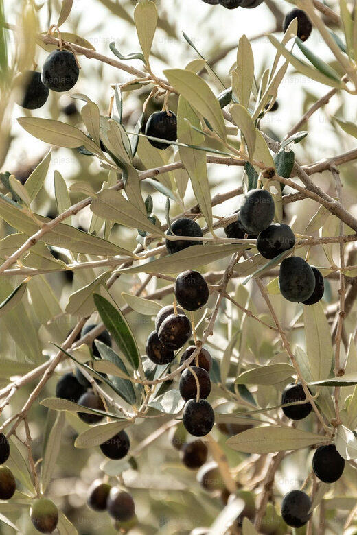 Terroir Soul: Meet the essence of Maipú Olive Oils & Wines - What Makes This Tour Stand Out?