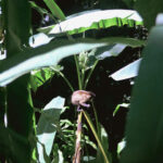 Tijuca Forest Tour - The Experience in Detail: What Youll See and Do