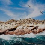 Tour: Ballestas Islands and the Paracas National Reserve - The Balance of Experience and Practicality