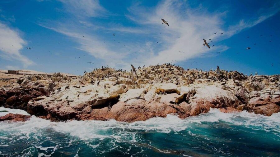 Tour: Ballestas Islands and the Paracas National Reserve - The Balance of Experience and Practicality