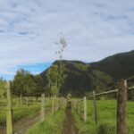 Trekking/Hiking in the Cocora Valley from Pereira or Armenia - The Value and Why It Works