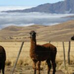 Tucumán: Tafí del Valle Full Day Tour - Transportation and Guide