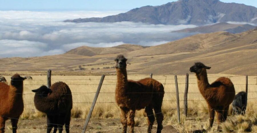 Tucumán: Tafí del Valle Full Day Tour - Transportation and Guide