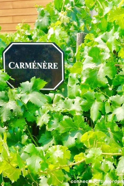 Undurraga Wine tour - The Experience in Detail: What’s Really Worth Noting