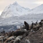 Ushuaia: Beagle Channel & Sea Wolves Island Catamaran Cruise - Wildlife and Photography Opportunities