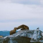 USHUAIA | Navigation: Sea Lions, Birds and Lighthouse - Practical Tips for Travelers