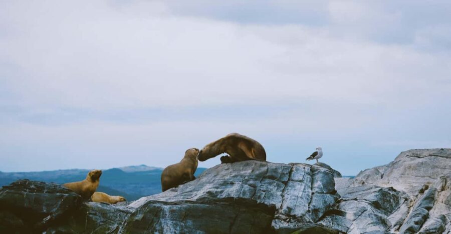 USHUAIA | Navigation: Sea Lions, Birds and Lighthouse - Practical Tips for Travelers