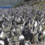 Ushuaia: Sailing Beagle Channel to the Penguin Colony - Who Should Consider This Tour?