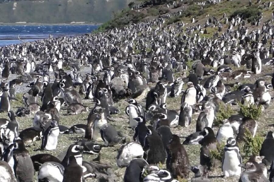 Ushuaia: Sailing Beagle Channel to the Penguin Colony - Who Should Consider This Tour?
