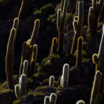 Uyuni: Salar de Uyuni Traditional Tour+Sunset Tour - Who Should Consider This Tour?