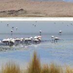 Uyuni Salt Flat Tour from San Pedro de Atacama 3D/2N+Hostal - Practical Aspects and Value