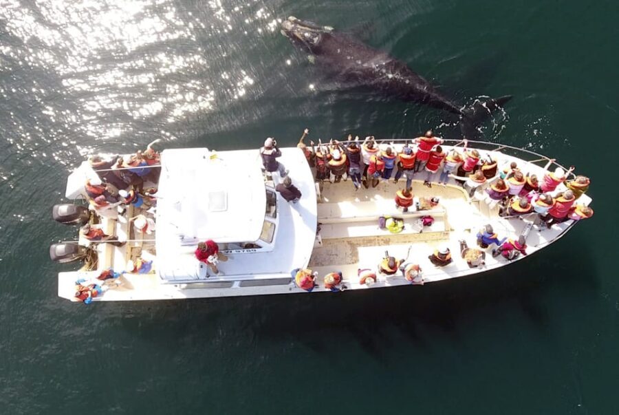 Valdes Peninsula: Full Day with Whale Watching - What to Expect and Practical Tips