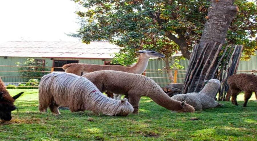Walking Tour of Arequipa and Santa Catalina Monastery - Analyzing the Value