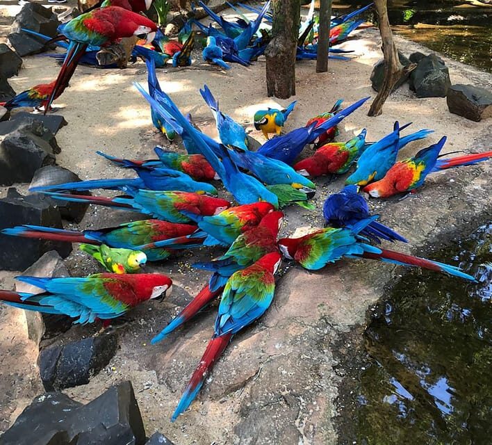Wild Adventure: Explore the Enchanting Bird Park! (VIP) - The Breakdown of the Itinerary