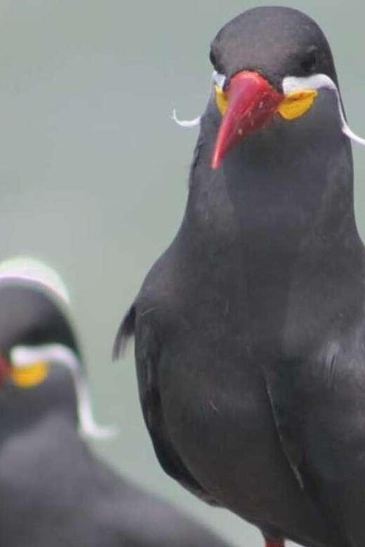 Yacht tour around the Palomino Island - Final Thoughts