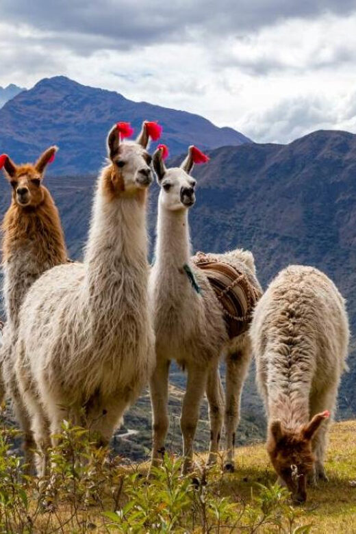 Zoo: Animal Sanctuary and Condor Flight in Cusco - Who Would Love This Tour?