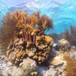 100% Private Charter Snorkel, Sail, Relax (Cruisers Friendly) - Authenticity and Authentic Experiences