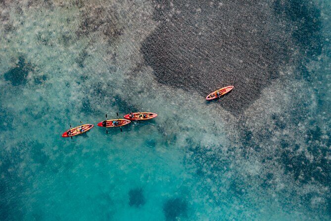 2 Hour Mangrove Kayak and Snorkel Tour - The Sum Up