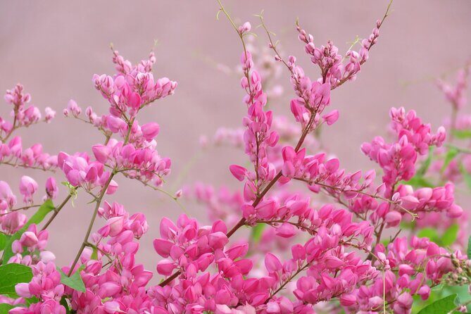 2 Hour Private Guided North Island Tour for singles or doubles - The Value of a Private Tour