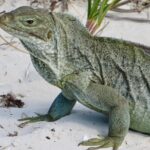 4-Hour Catamaran Sail and Snorkel Tour from Grace Bay - A Day in the Life: What to Expect