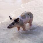 6 Hours Rose Island Tour with Snorkeling Experience and Lunch - Authentic Experiences and Highlights