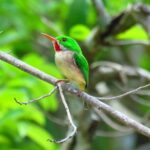 7 Hour- Private Nature Tour of the Monte Plata Rainforest - FAQ