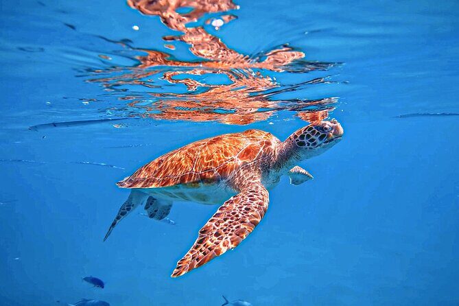 A Perfect-Day in Carlisle Bay - Who Should Do This Tour?