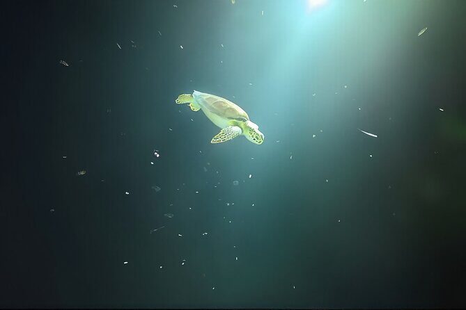 Anguilla Based: 1-Tank Group Night Dive (certification Required) - What to Expect on the Dive