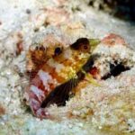 Anguilla Based: PADI Discover Scuba (Introductory Dive) - The Benefits of a Guided Introduction