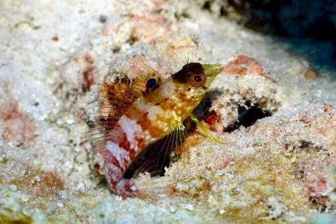 Anguilla Based: PADI Discover Scuba (Introductory Dive) - The Benefits of a Guided Introduction