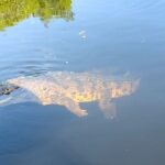 Appleton Rum Estate, Black River Safari & Pelican Bar Private tou - Transport, Timing, and Practical Details