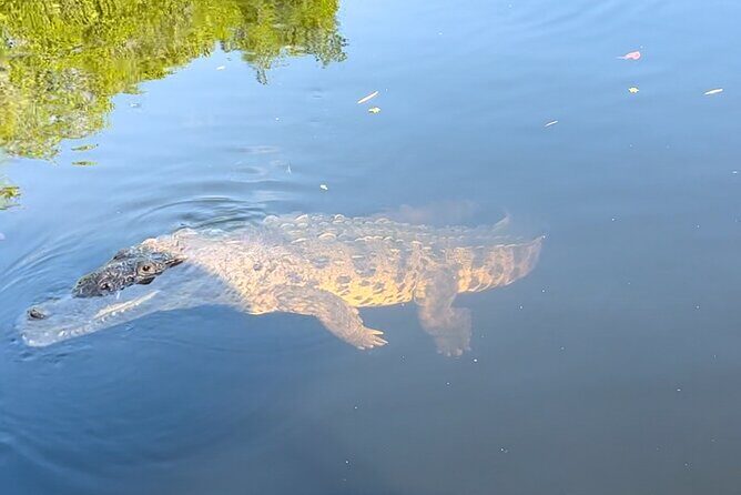 Appleton Rum Estate, Black River Safari & Pelican Bar Private tou - Transport, Timing, and Practical Details