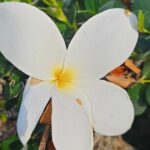 Around the Island Tour From San Juan - Authentic Experiences & Practical Insights