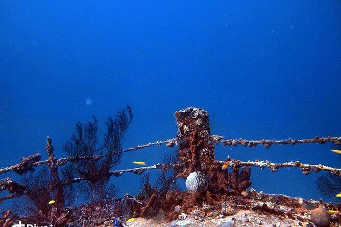 Aruba 1-Tank Night Dive for Certified Divers / rental Equipment - Why Choose a Night Dive?