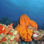 Aruba 2-Tank Guided Dive for Certified Divers / rental equipment - In-Depth Look at the Aruba 2-Tank Guided Dive Experience