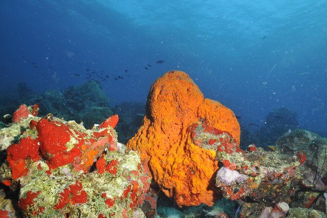 Aruba 2-Tank Guided Dive for Certified Divers / rental equipment - In-Depth Look at the Aruba 2-Tank Guided Dive Experience