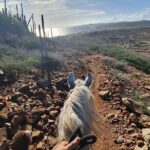 Aruba Horseback Riding Tour to Hidden Lagoon - What Travelers Are Saying
