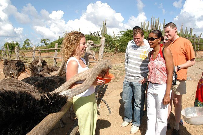 Aruba Ostrich Farm Tour with Lunch - An In-Depth Look at the Aruba Ostrich Farm Tour